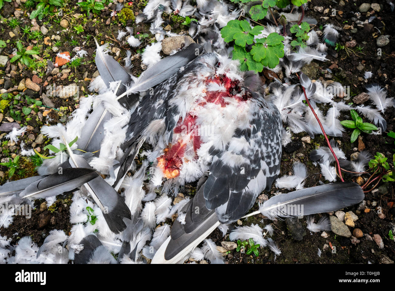 Dead pigeon in a garden Stock Photo - Alamy