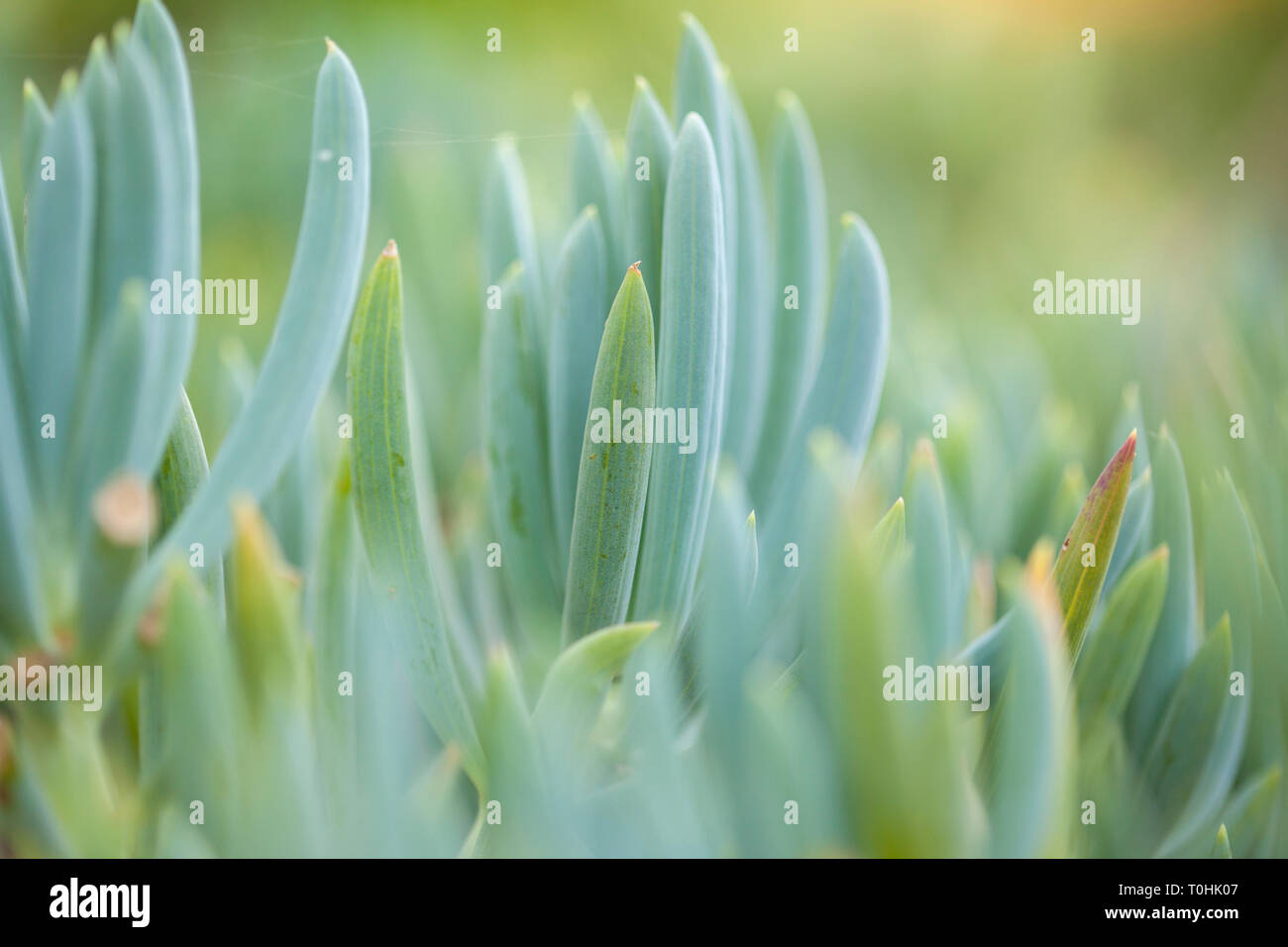 Senecio mandraliscae also known as blue fingers or blue chalk stick ...