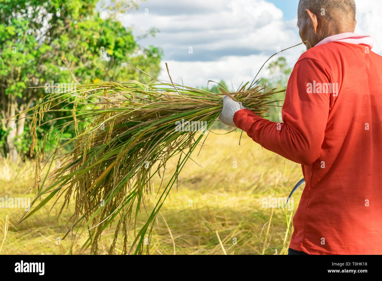 Farmers are harvesting paddy Stock Photo - Alamy