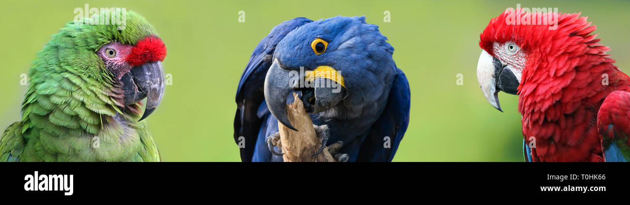 Colorful group of Macaws Stock Photo - Alamy