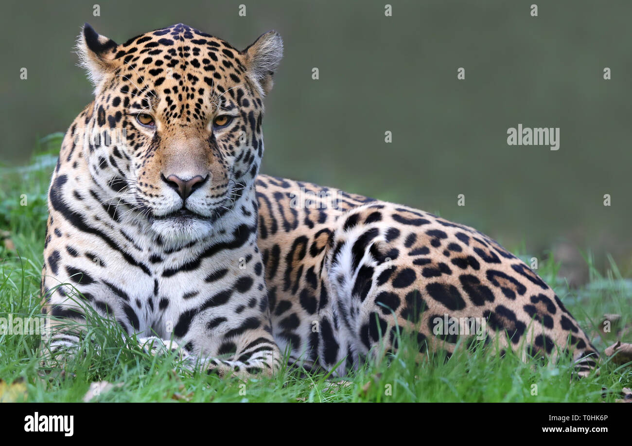 Jaguar amazon rainforest hi-res stock photography and images - Alamy