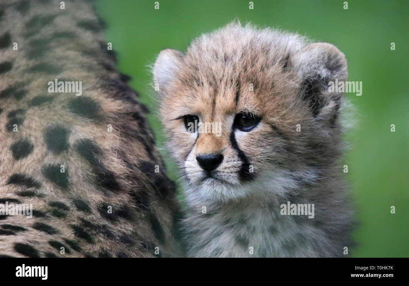 Laughing Cheetah Cubs