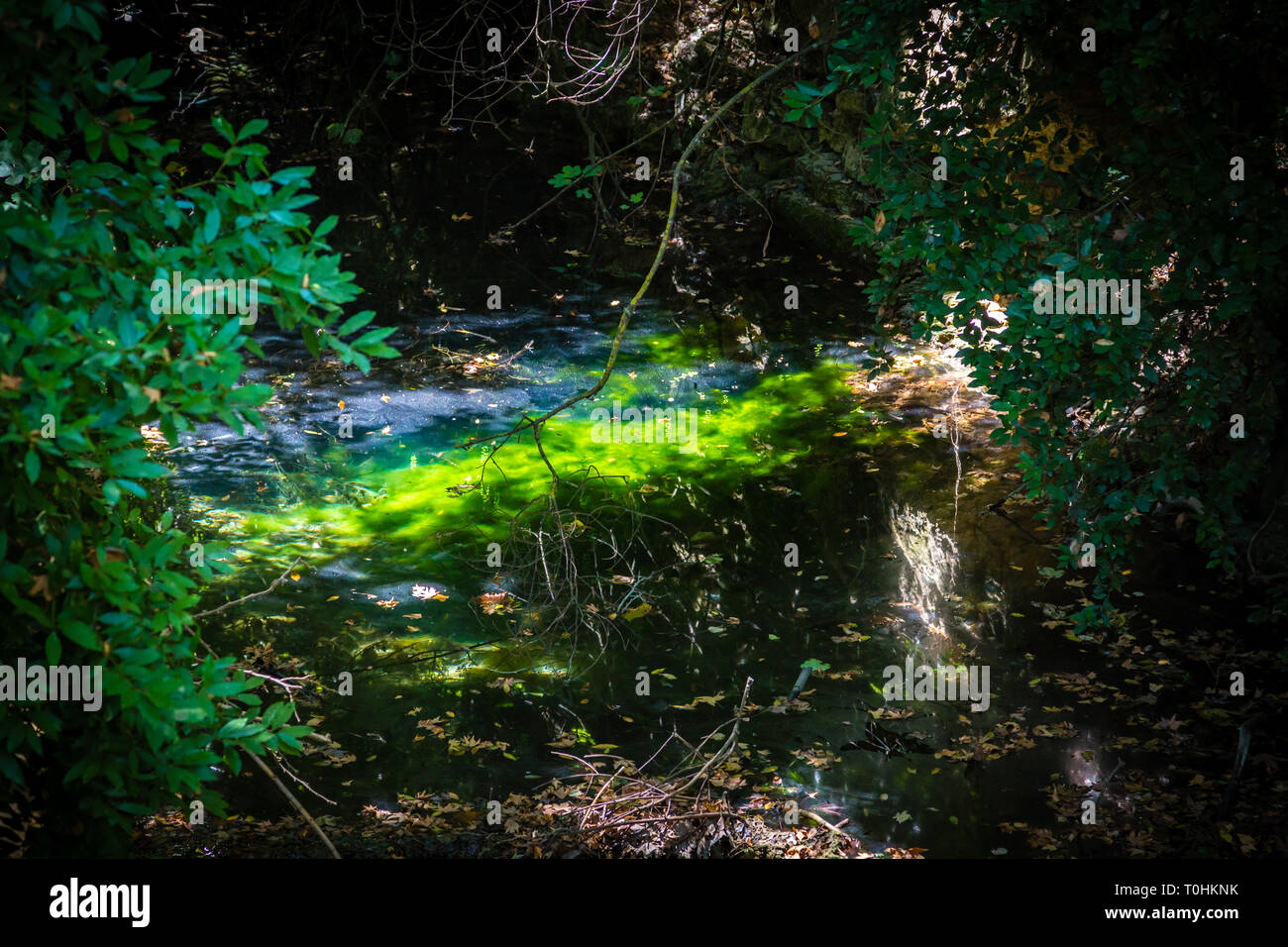 Green algae on a small river inside forest Stock Photo - Alamy