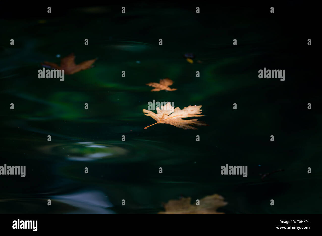 Closeup of a water floating leaf Stock Photo - Alamy