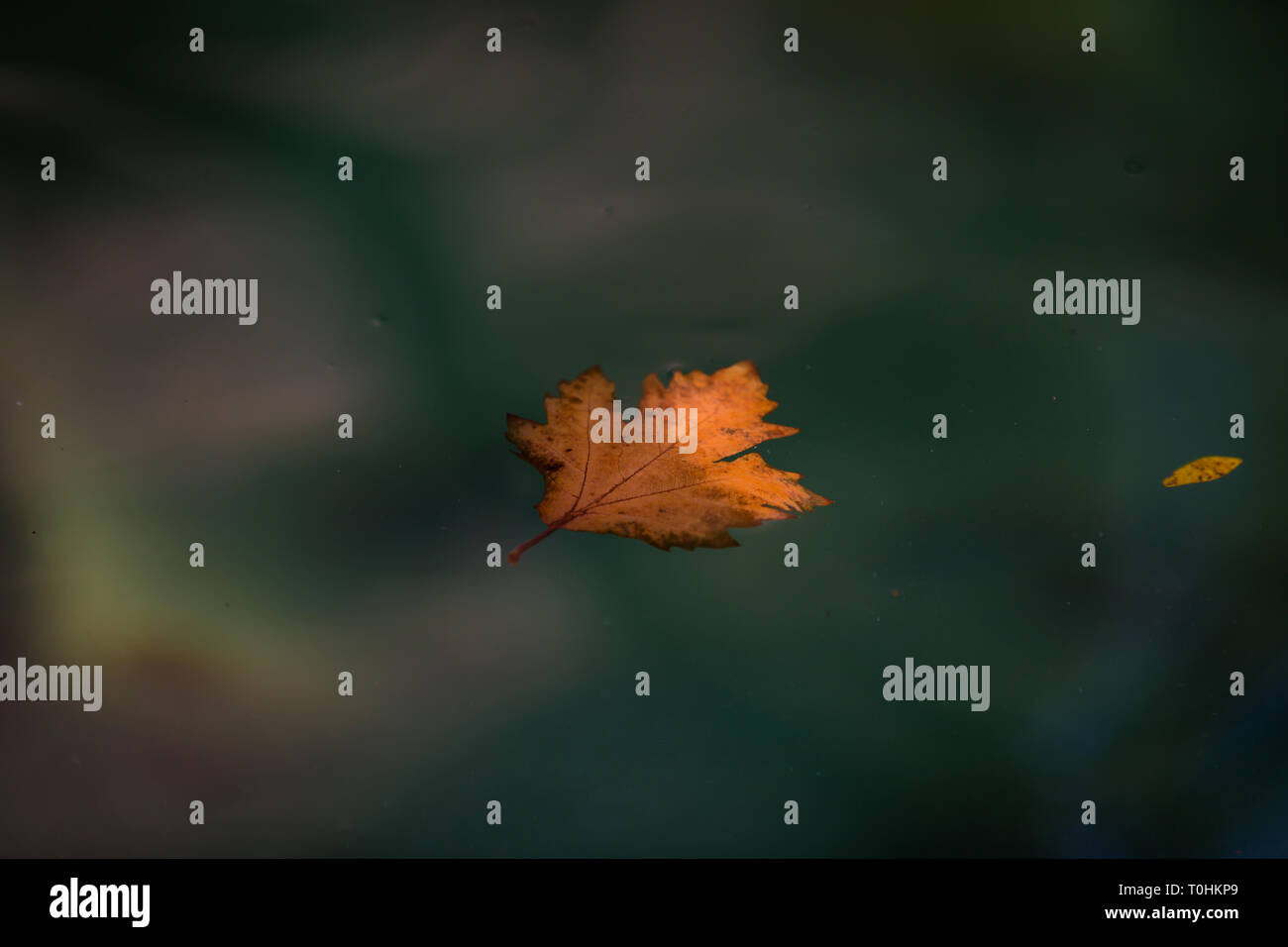 Closeup of a water floating leaf Stock Photo - Alamy