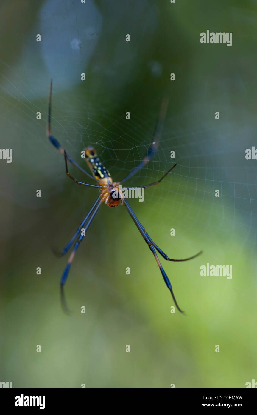 Bali indonesia giant spider hi-res stock photography and images - Alamy
