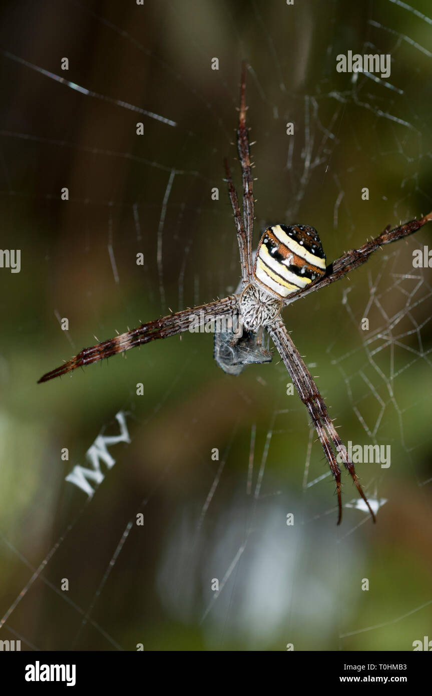 Female St. Andrew's Cross Spider, Argiope versicolor, with prey wrapped ...