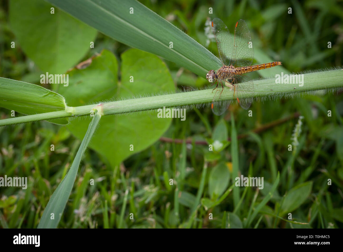 Dragonfly perched on grass in the morning Stock Photo - Alamy