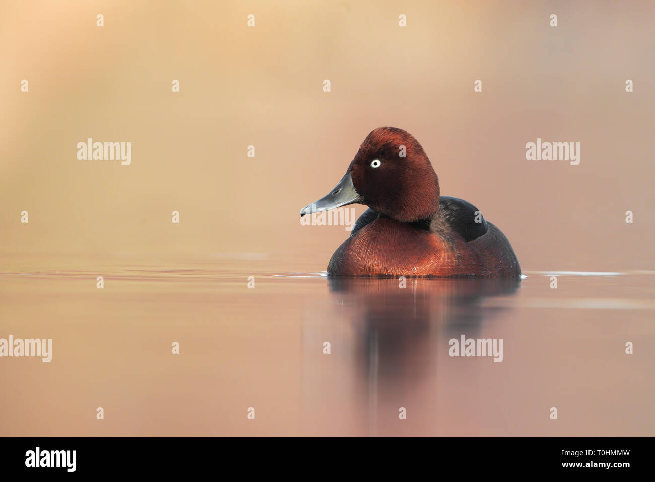 Wetland species of iris hi-res stock photography and images - Alamy