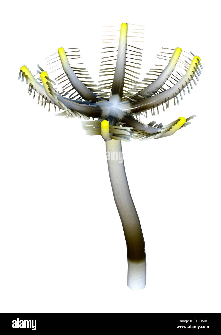 3D rendering of a crinoid isolated on white background Stock Photo - Alamy