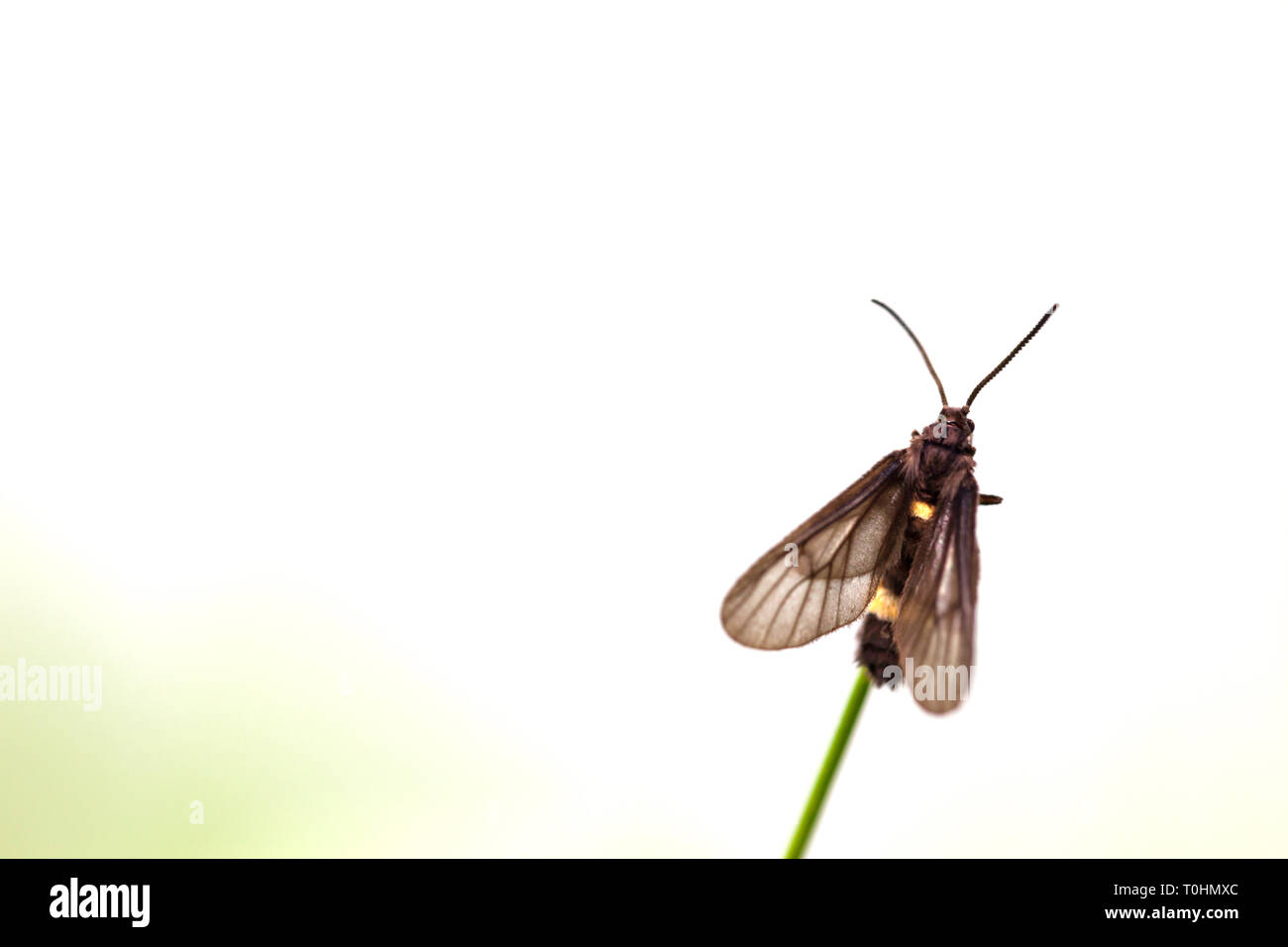 black butterfly perched on leaf in the morning Stock Photo - Alamy