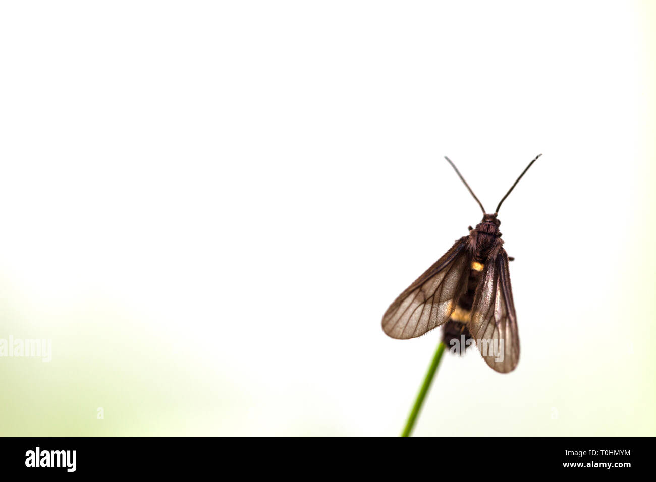 black butterfly perched on leaf in the morning Stock Photo - Alamy