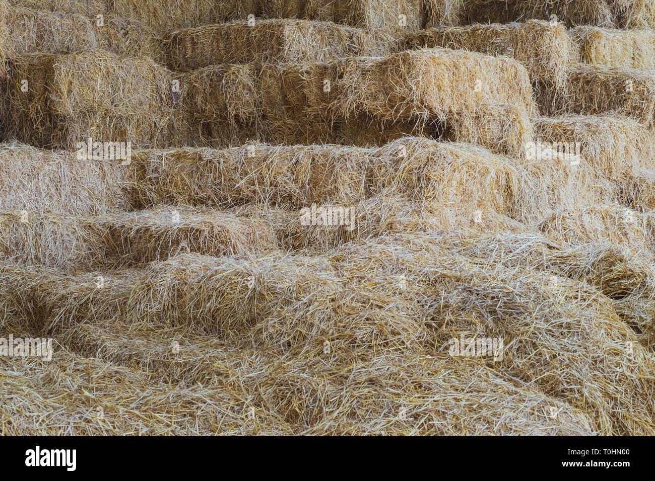 Bales of Straw in a shed for feeding horses Stock Photo - Alamy