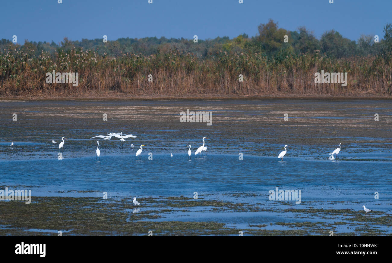 Fauna del danubio hi-res stock photography and images - Alamy