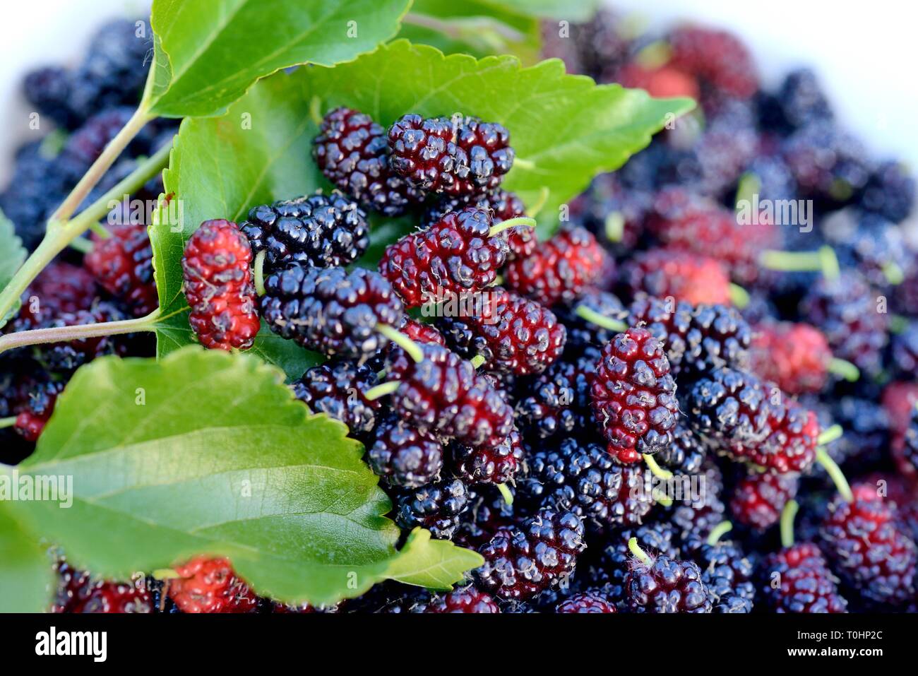 Mulberry garden hi-res stock photography and images - Alamy