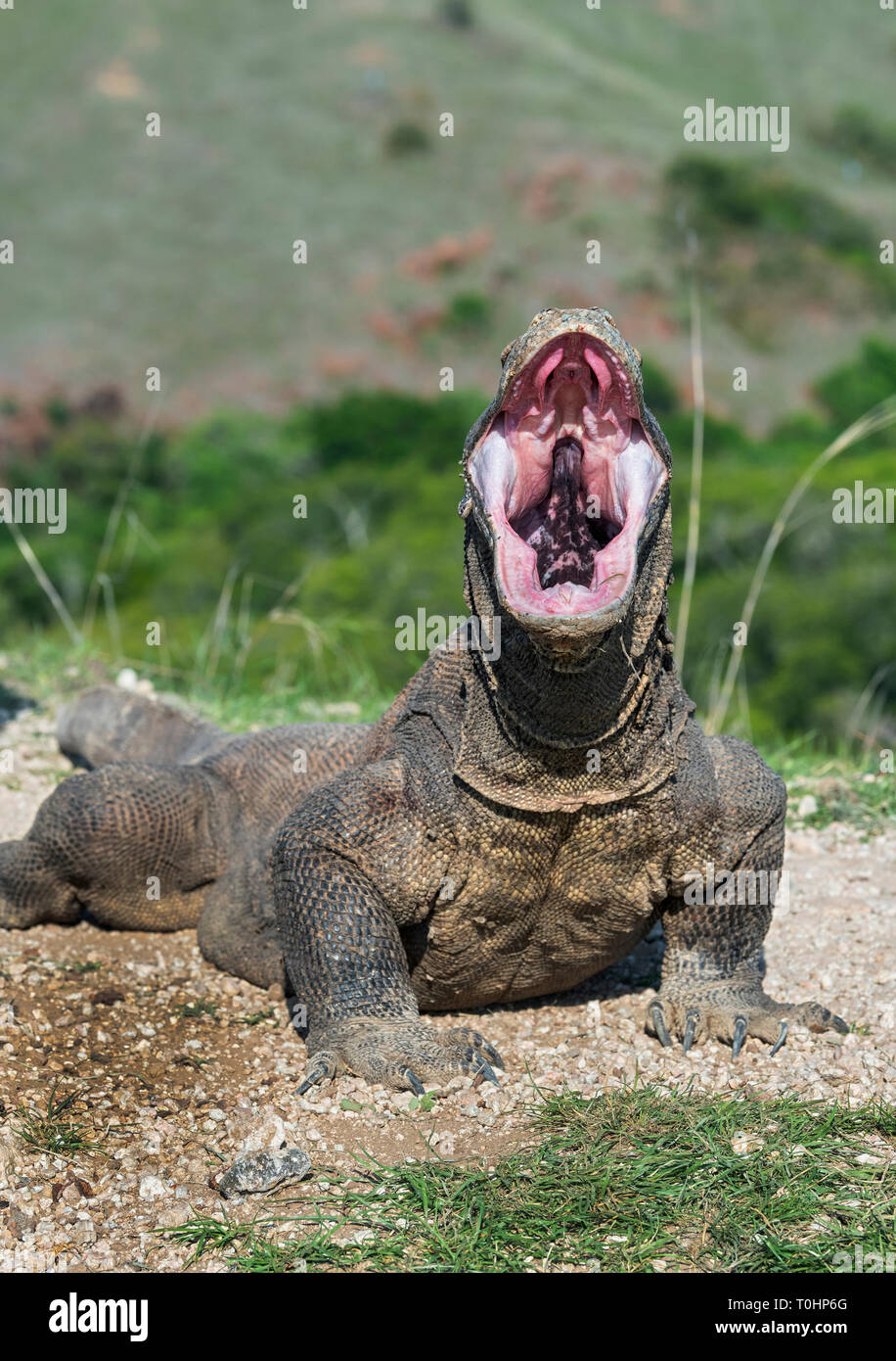 The open mouth of the Komodo dragon. Close up portrait, front view ...