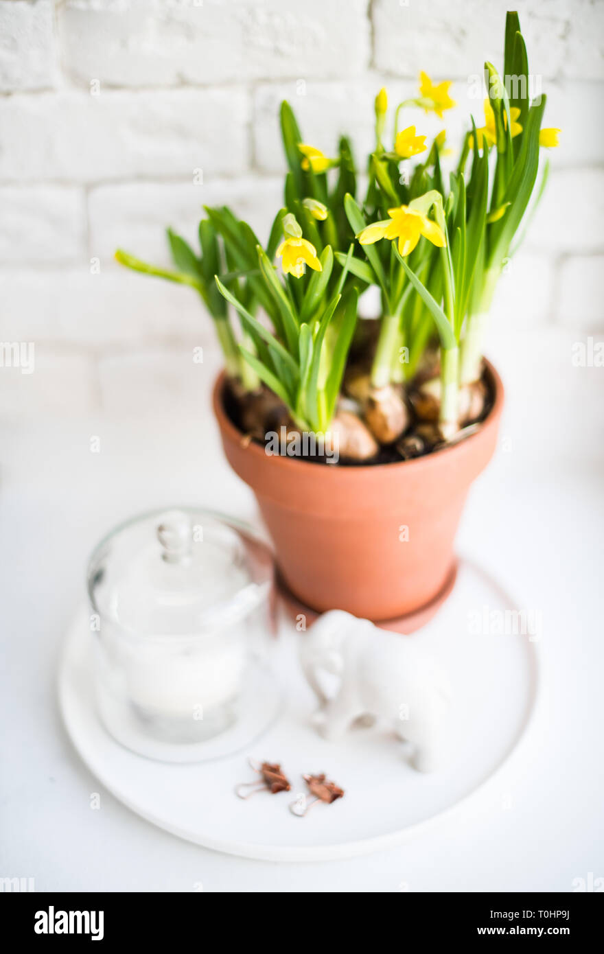 Fresh natural yellow daffodils in ceramic pot on white table, spring ...