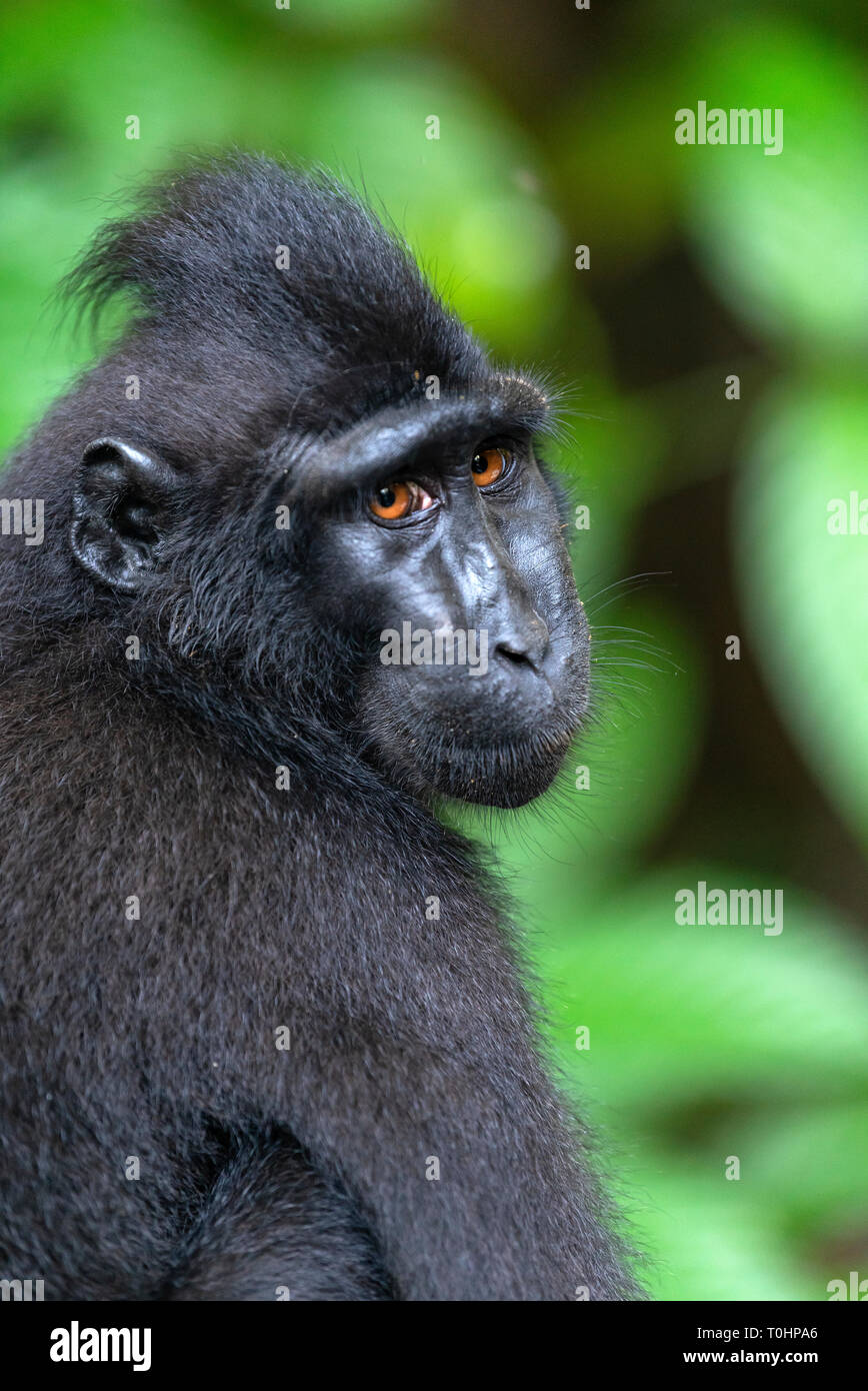 The Celebes crested macaque . Close up portrait. Crested black macaque ...
