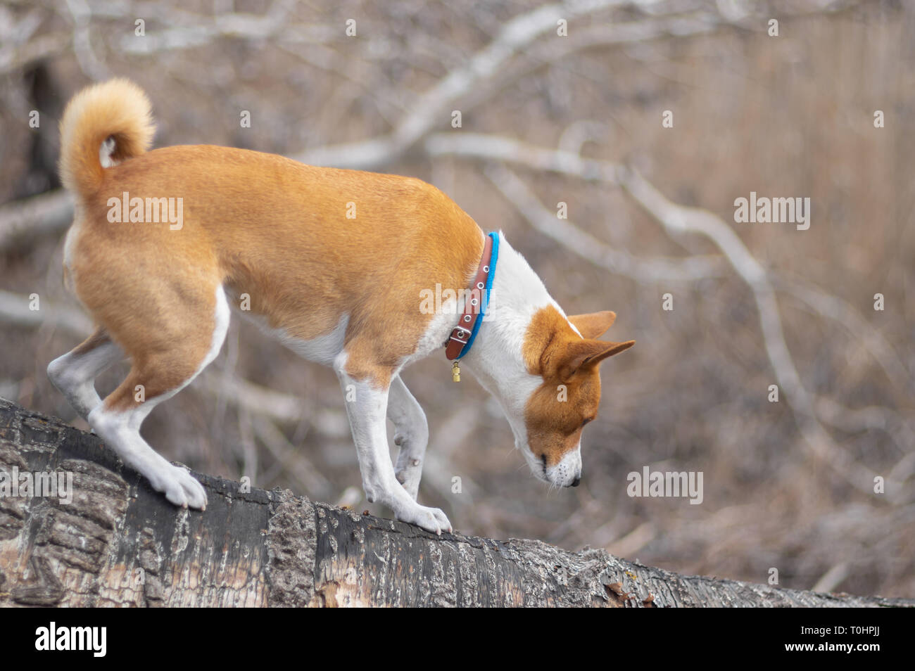 Muscular basenji dog come down from low level tree branch at early ...