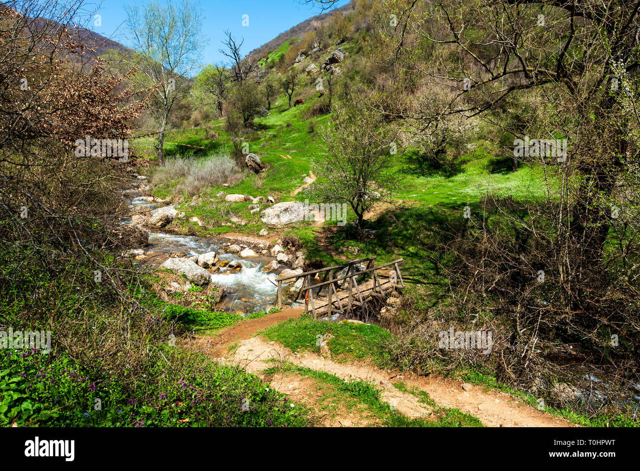 Rock river ferns rock river hi-res stock photography and images - Alamy