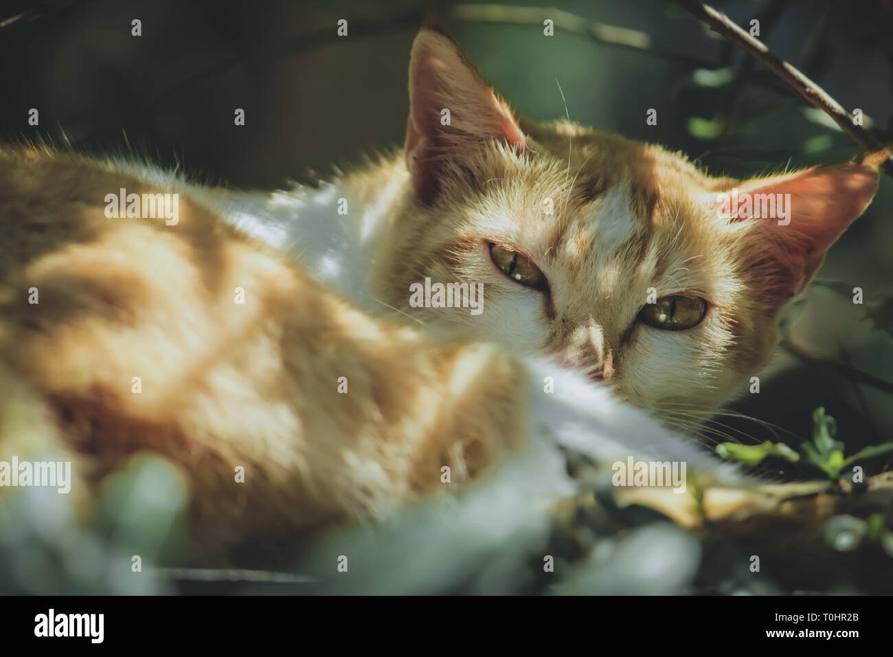 A cute cat with beautiful sharp eyes Stock Photo - Alamy