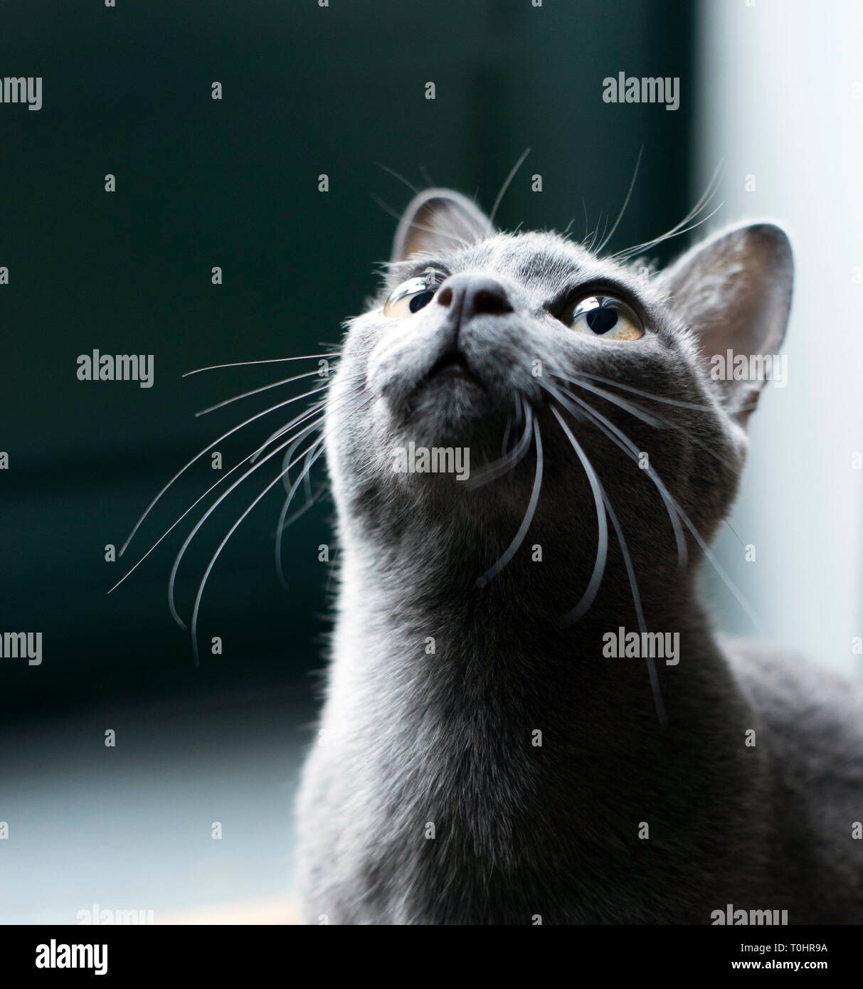 Grey Korat cat Stock Photo - Alamy