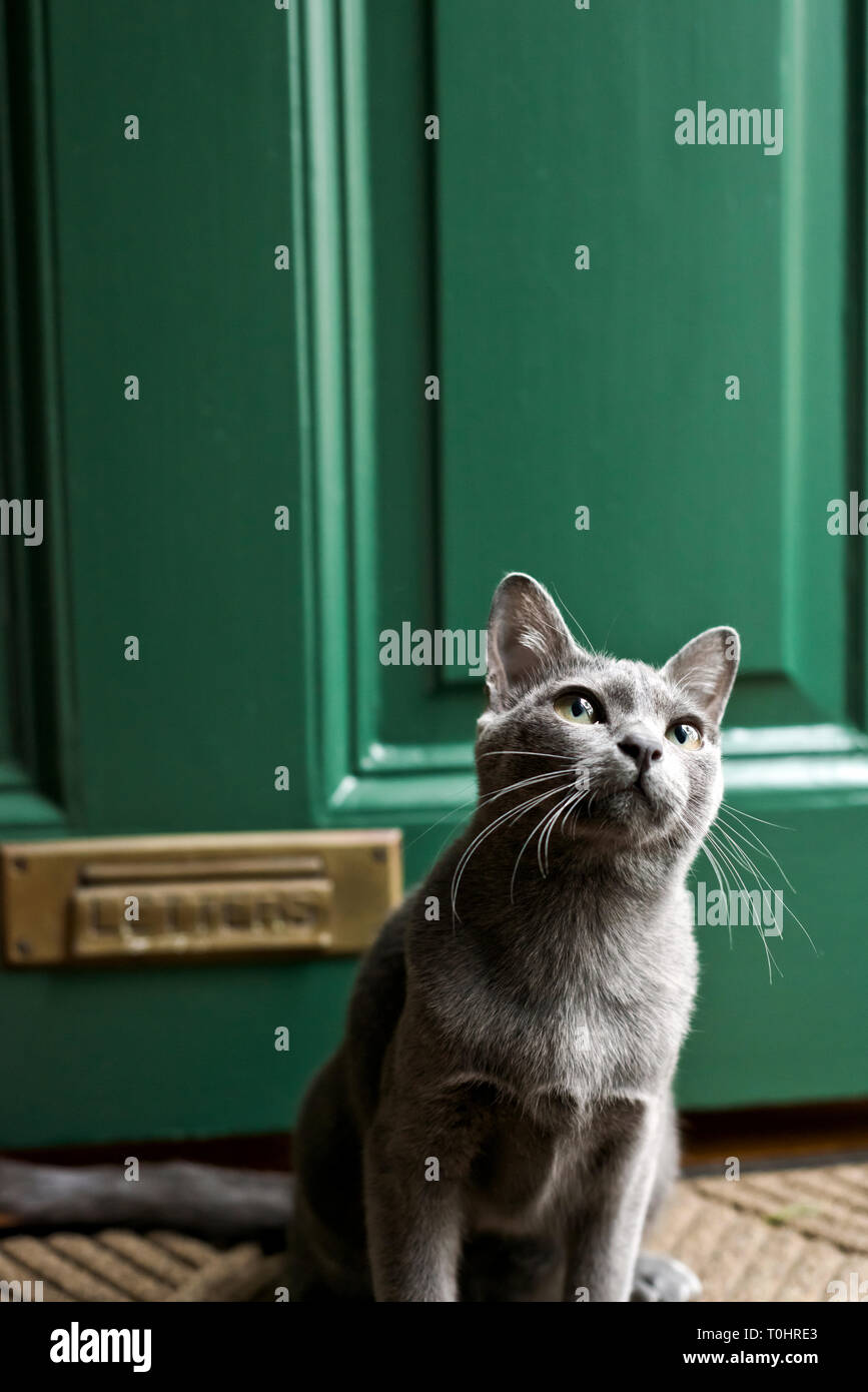 Grey Korat cat Stock Photo - Alamy