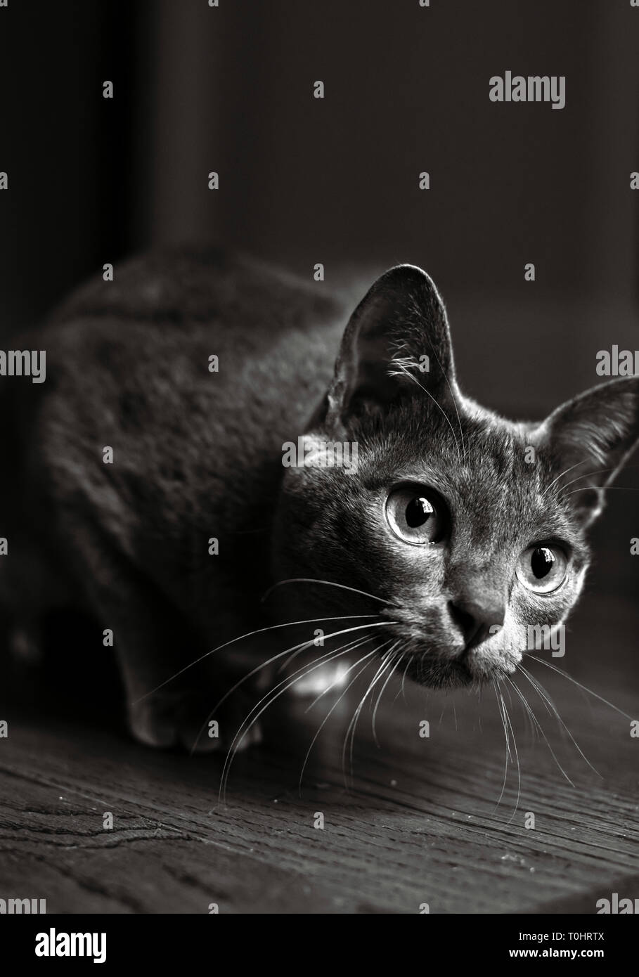 Curious grey Korat cat Stock Photo - Alamy