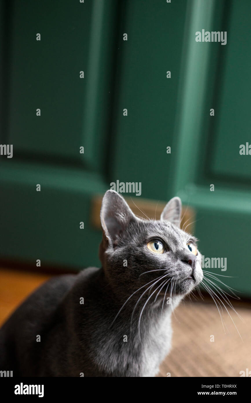 Curious grey Korat cat Stock Photo - Alamy