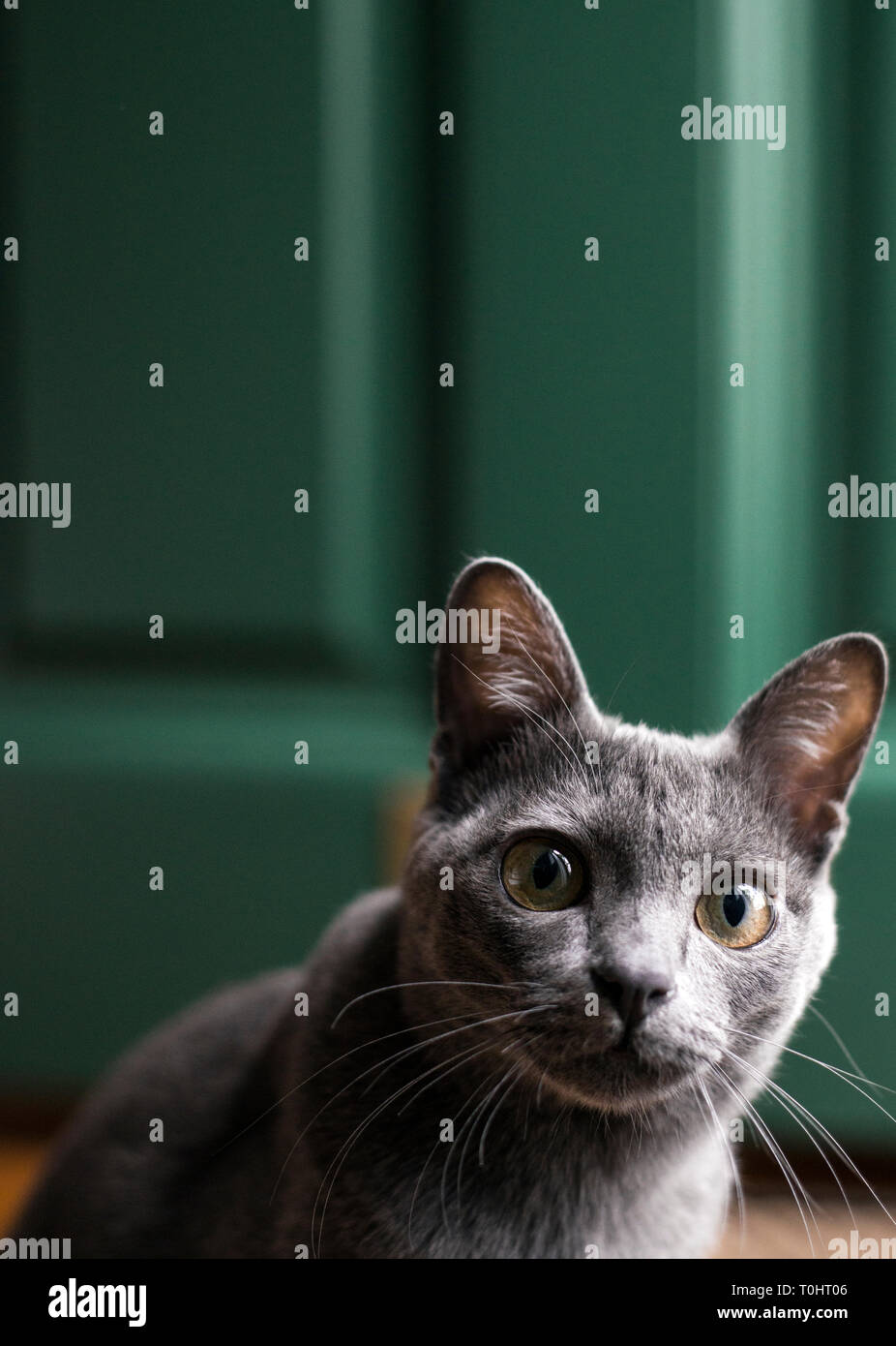 Curious grey Korat cat Stock Photo - Alamy