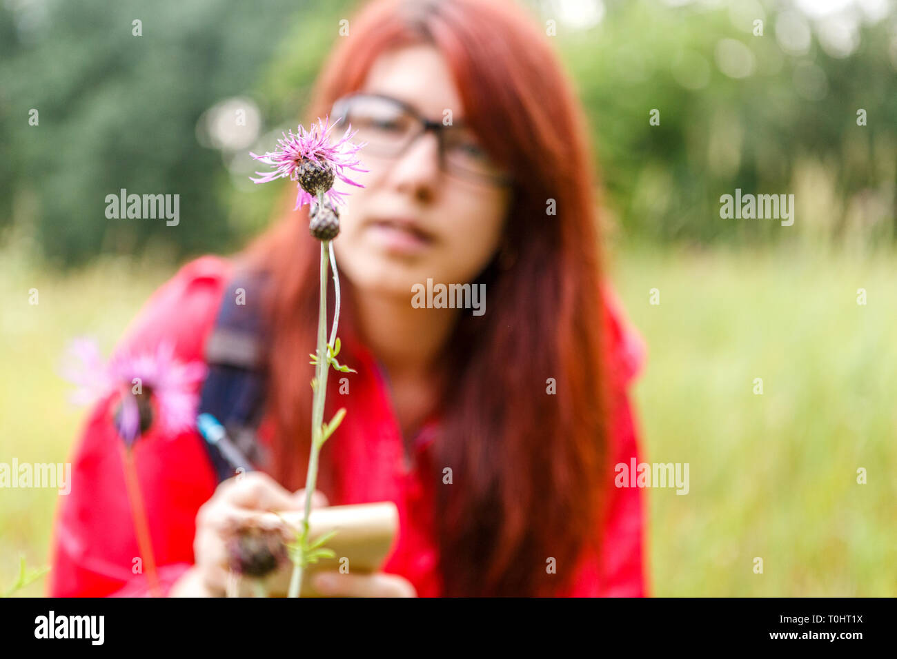 Thistle on background of woman Stock Photo - Alamy