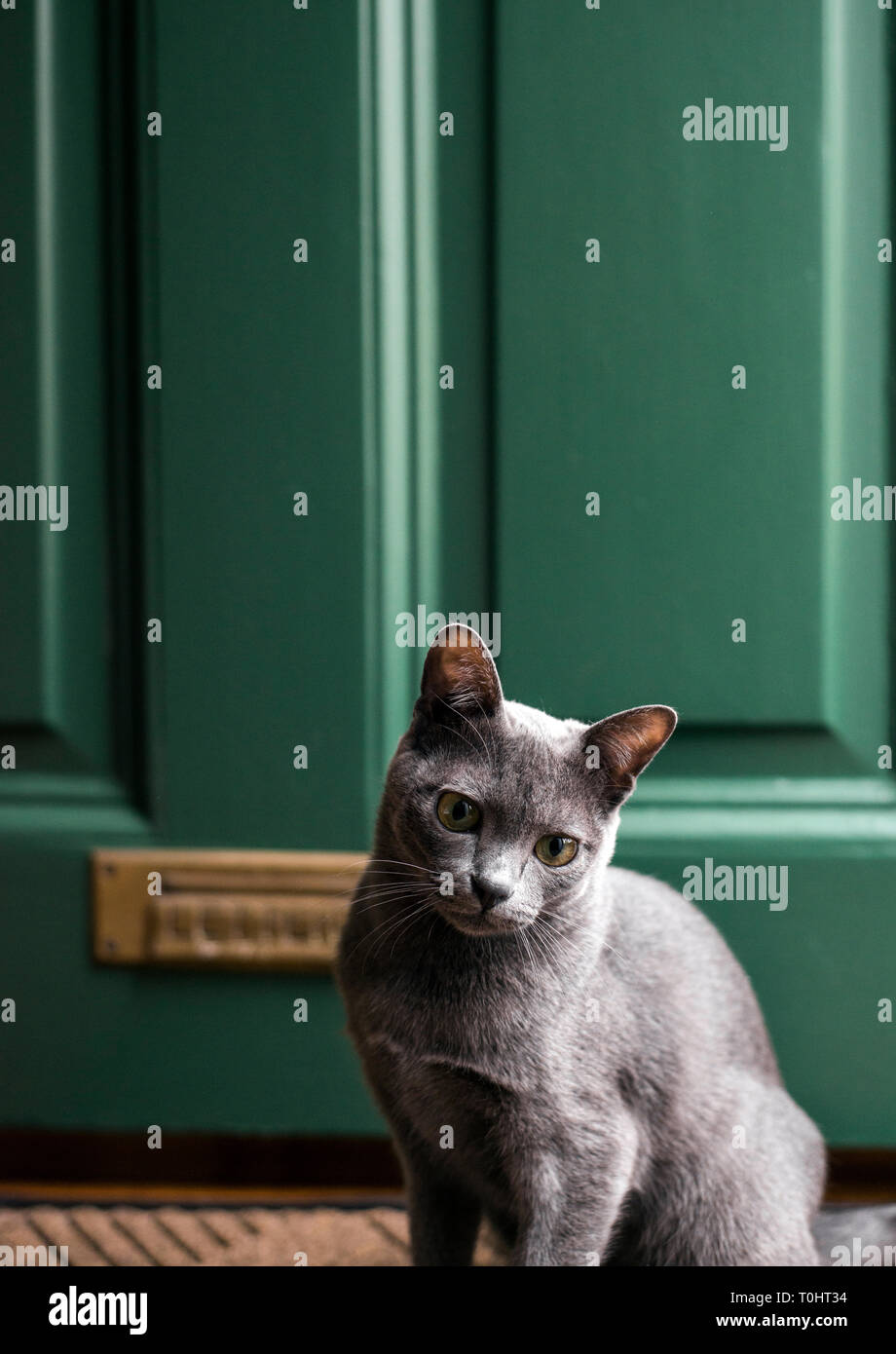 Curious grey Korat cat Stock Photo - Alamy
