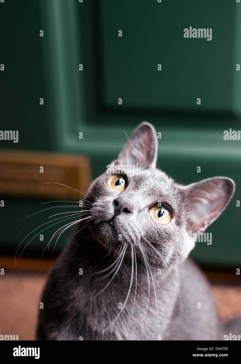 Curious grey Korat cat Stock Photo - Alamy