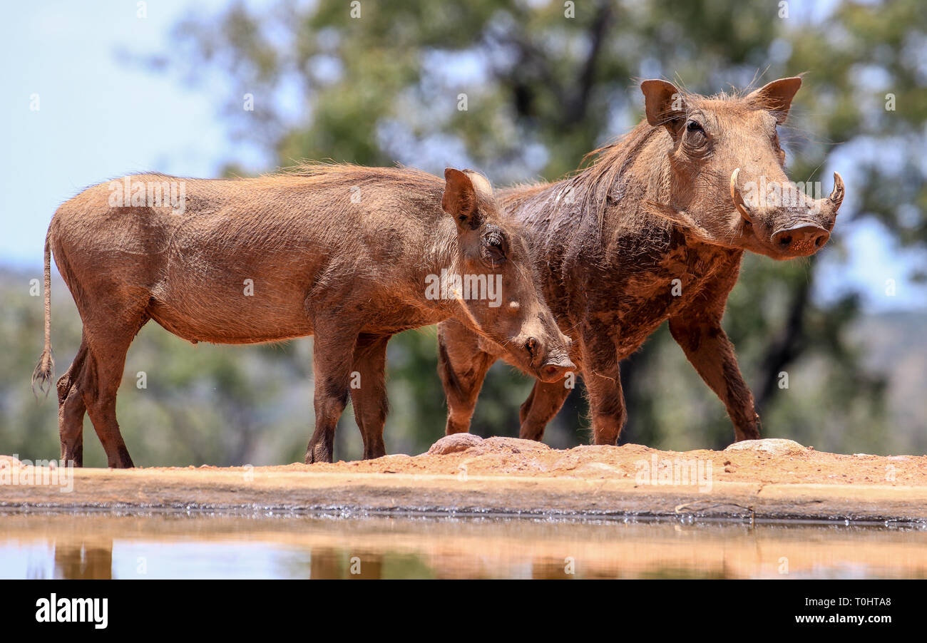 Protect a vulnerable species hi-res stock photography and images - Alamy