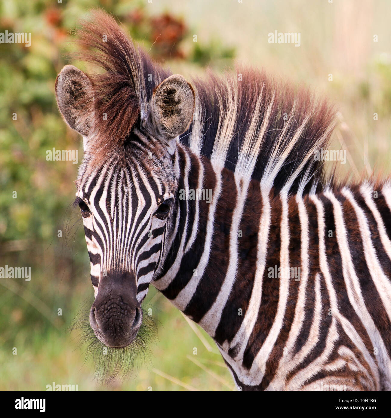 Extremely rare animals hi-res stock photography and images - Alamy