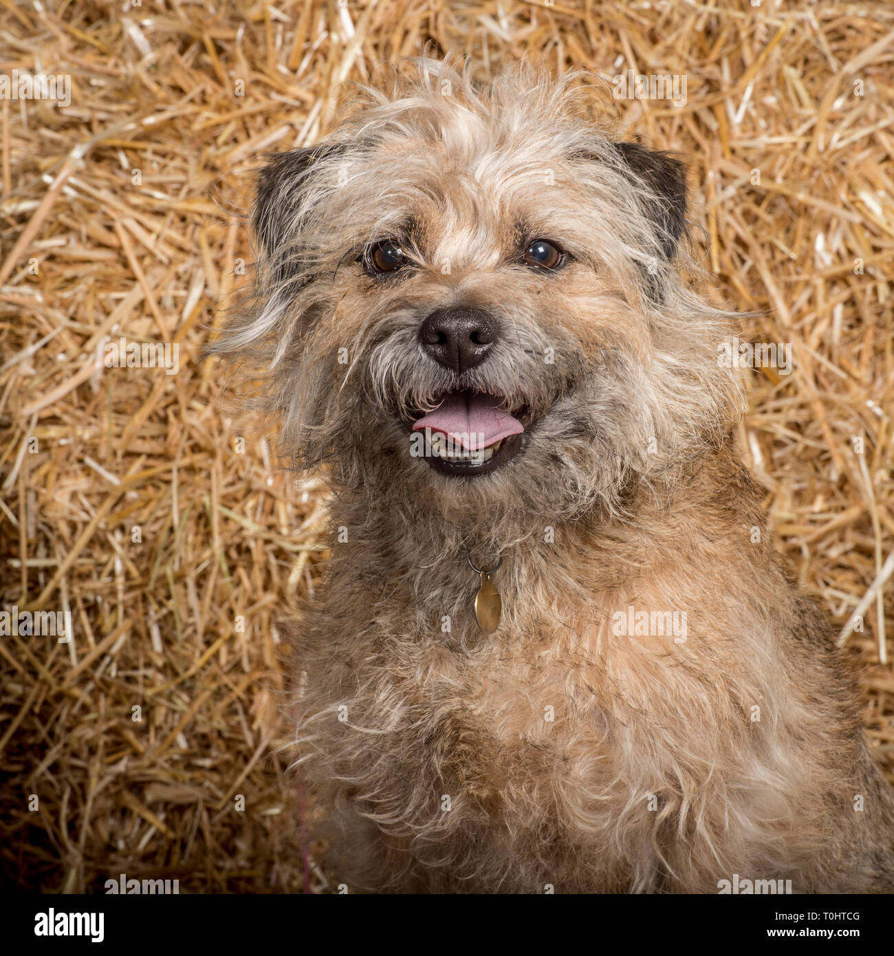 Ratting Stock Photos & Ratting Stock Images - Alamy