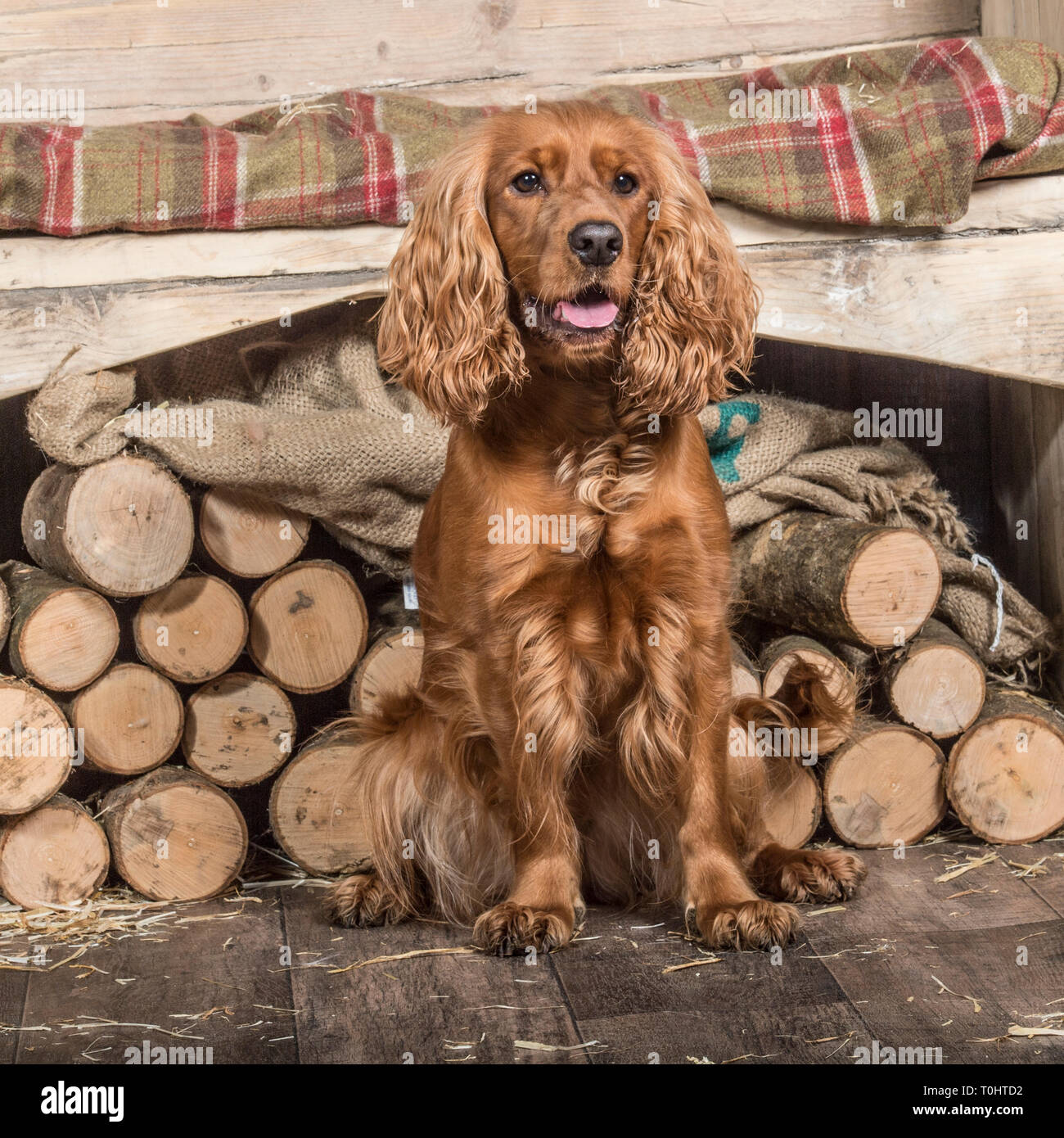 english cocker spaniel Stock Photo - Alamy