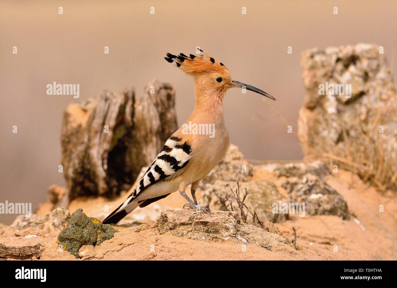 Eurasian Hoopoe or Upupa epops, beautiful brown bird perching on ground ...