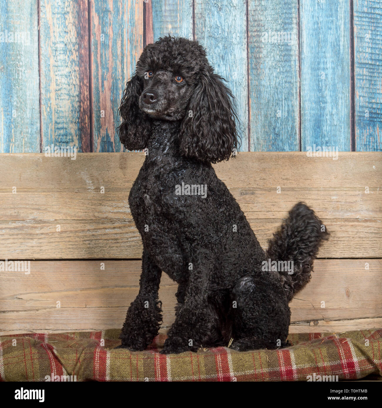 Black Miniature Poodle High Resolution Stock Photography and Images - Alamy
