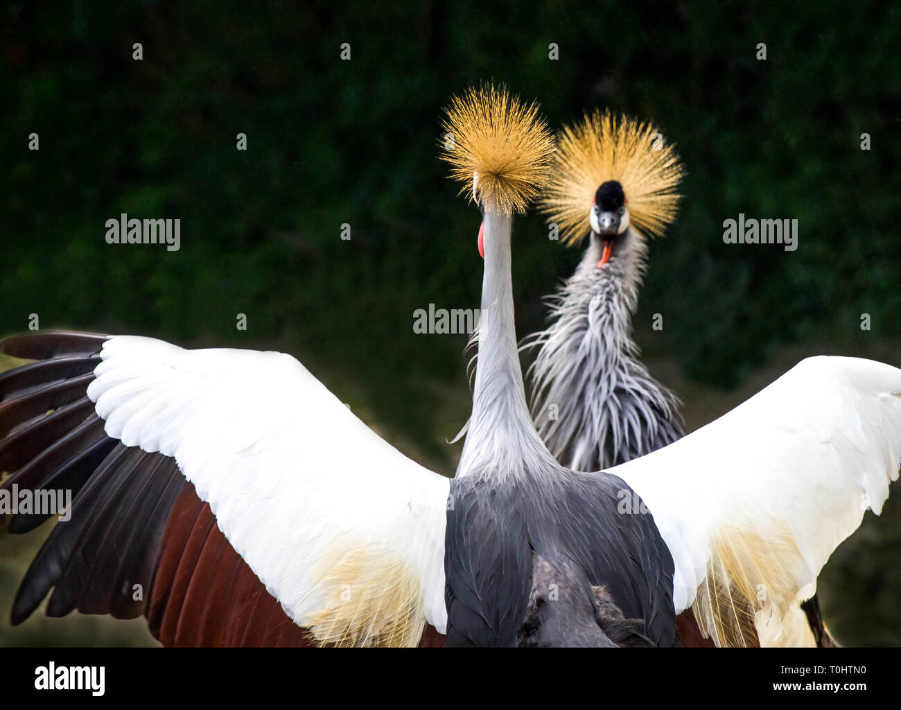 crane couple fighting with funny hair Stock Photo - Alamy