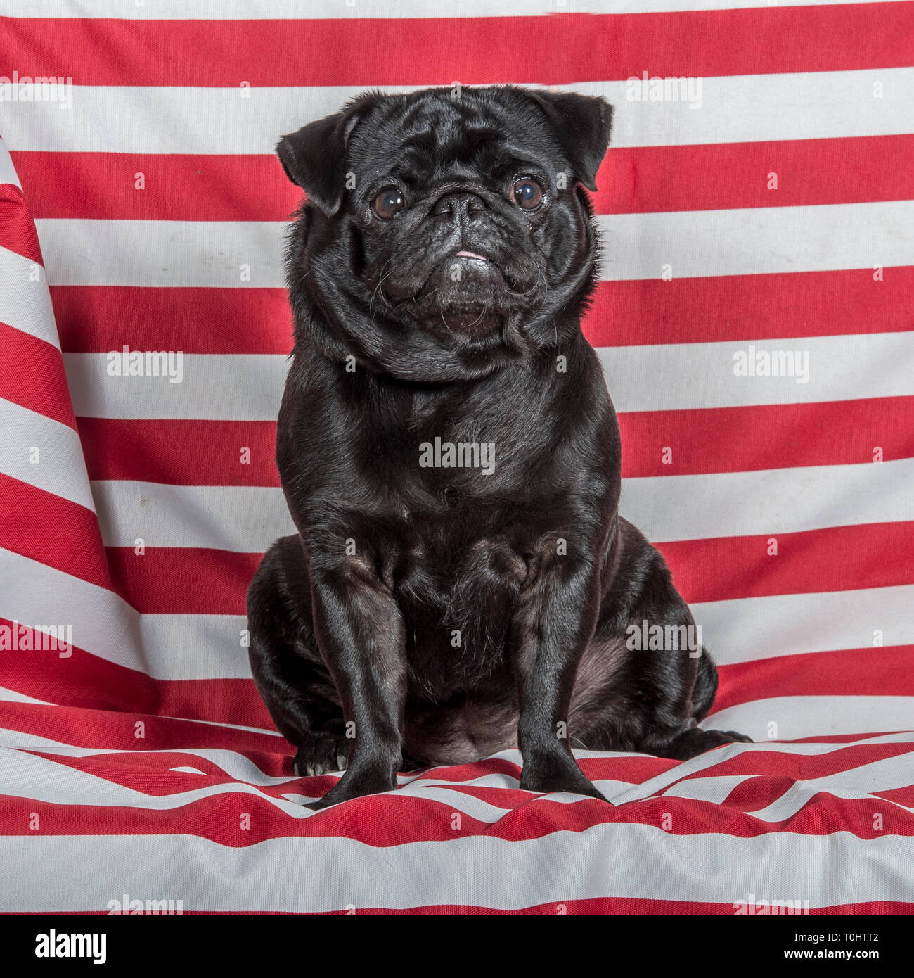 Cute Black Pug High Resolution Stock Photography and Images - Alamy