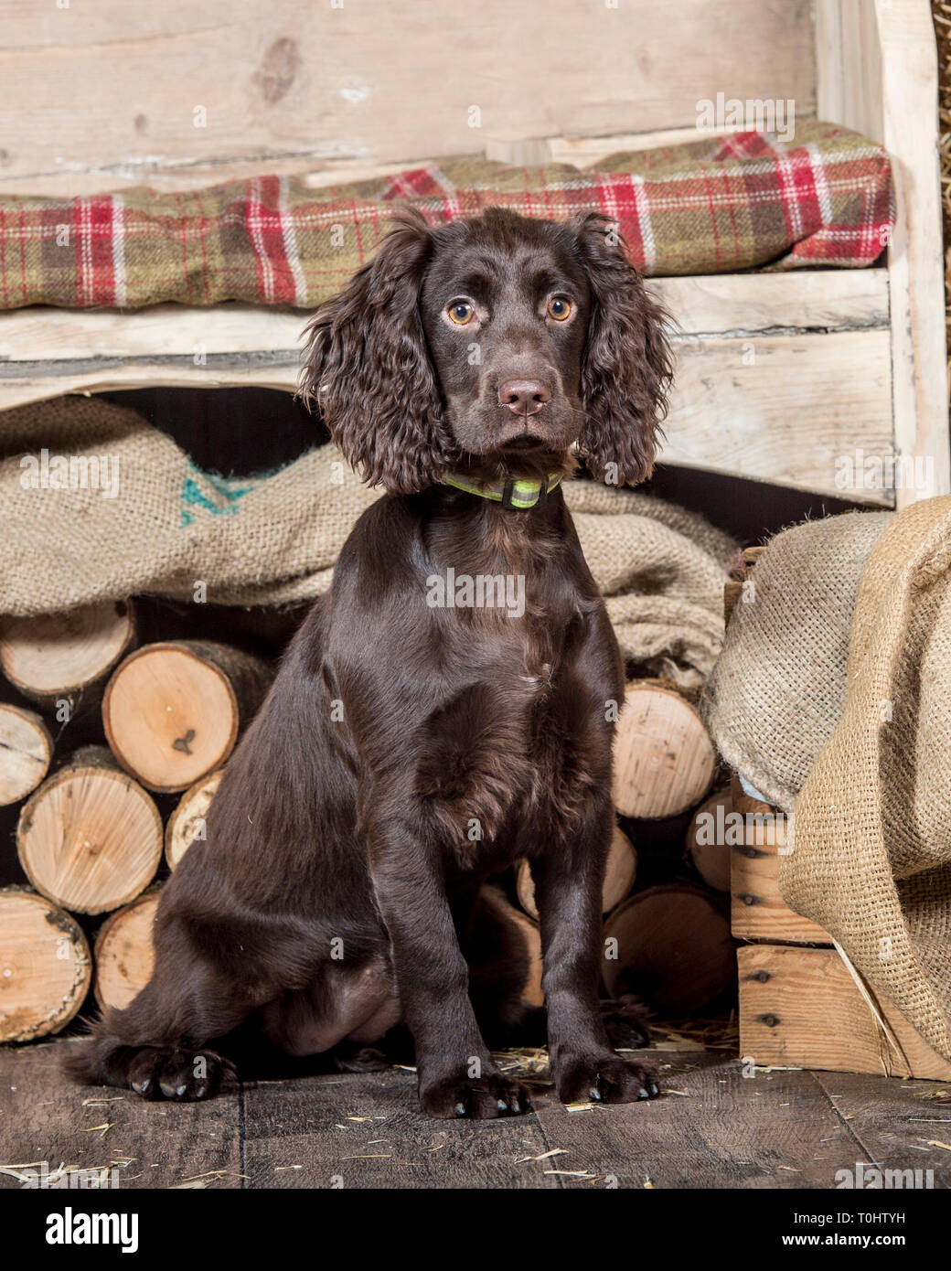 English cocker spaniel working type Stock Photo - Alamy