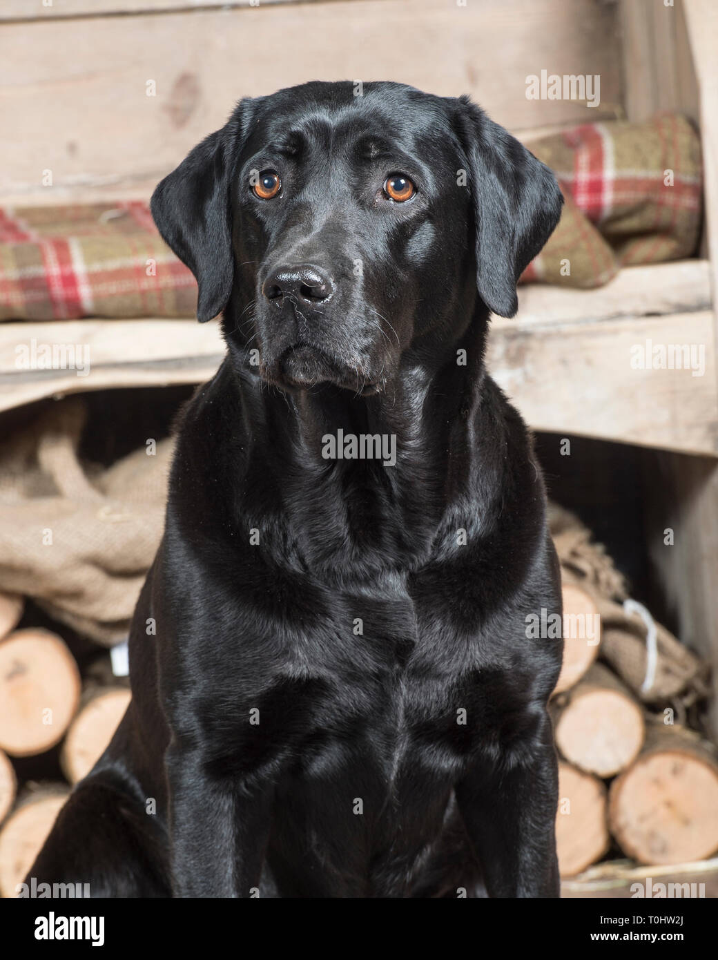 black Labrador retriever Stock Photo - Alamy
