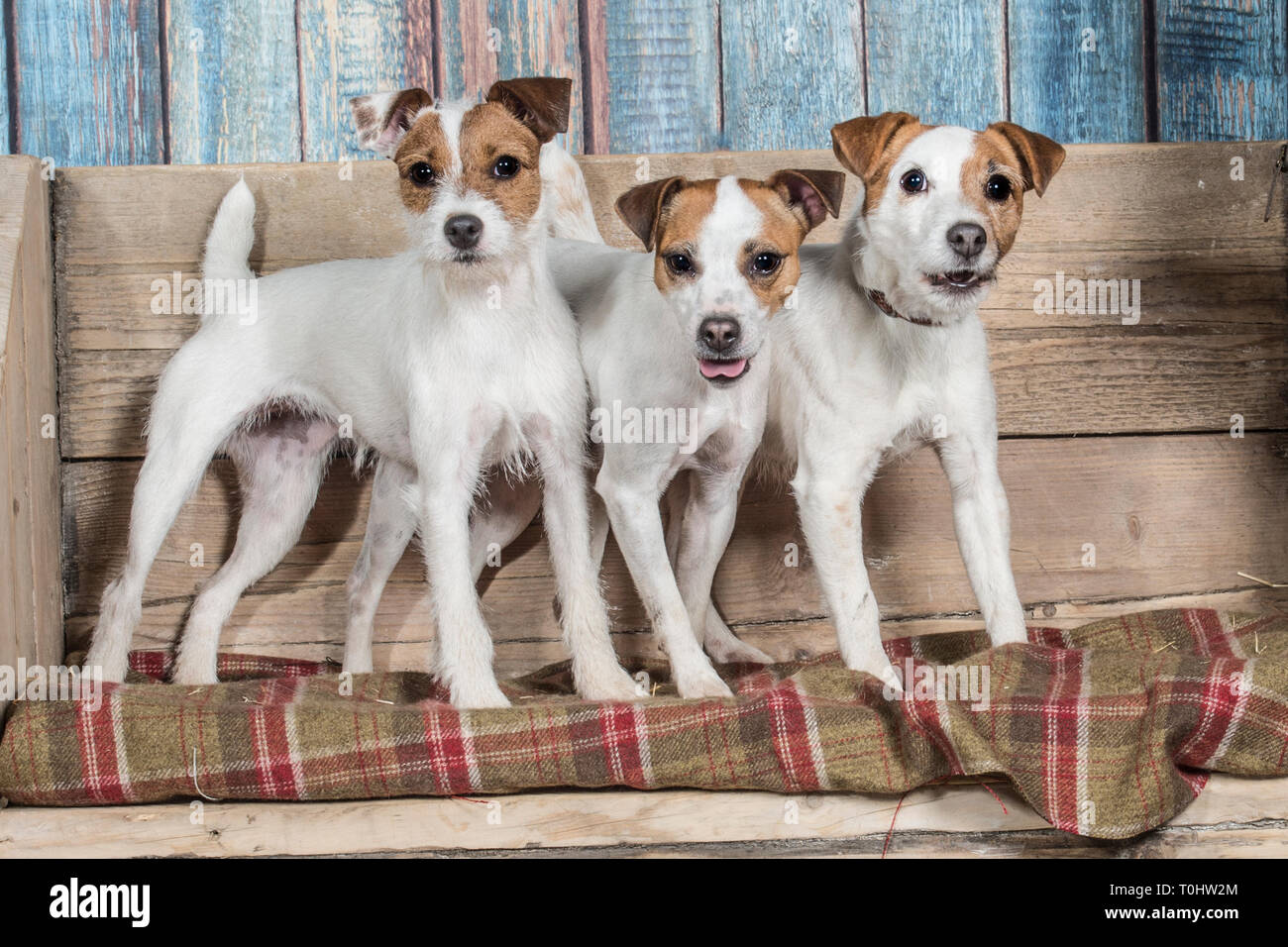 three jack Russell terrier dogs Stock Photo - Alamy
