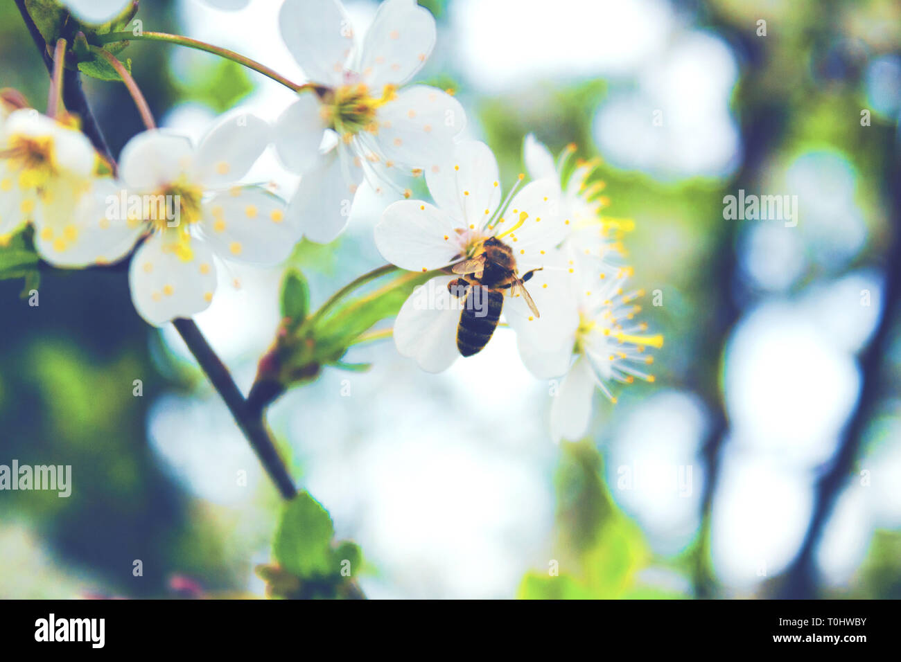 Bee collects the nectar on the white flowers of the spring tree. Toned ...