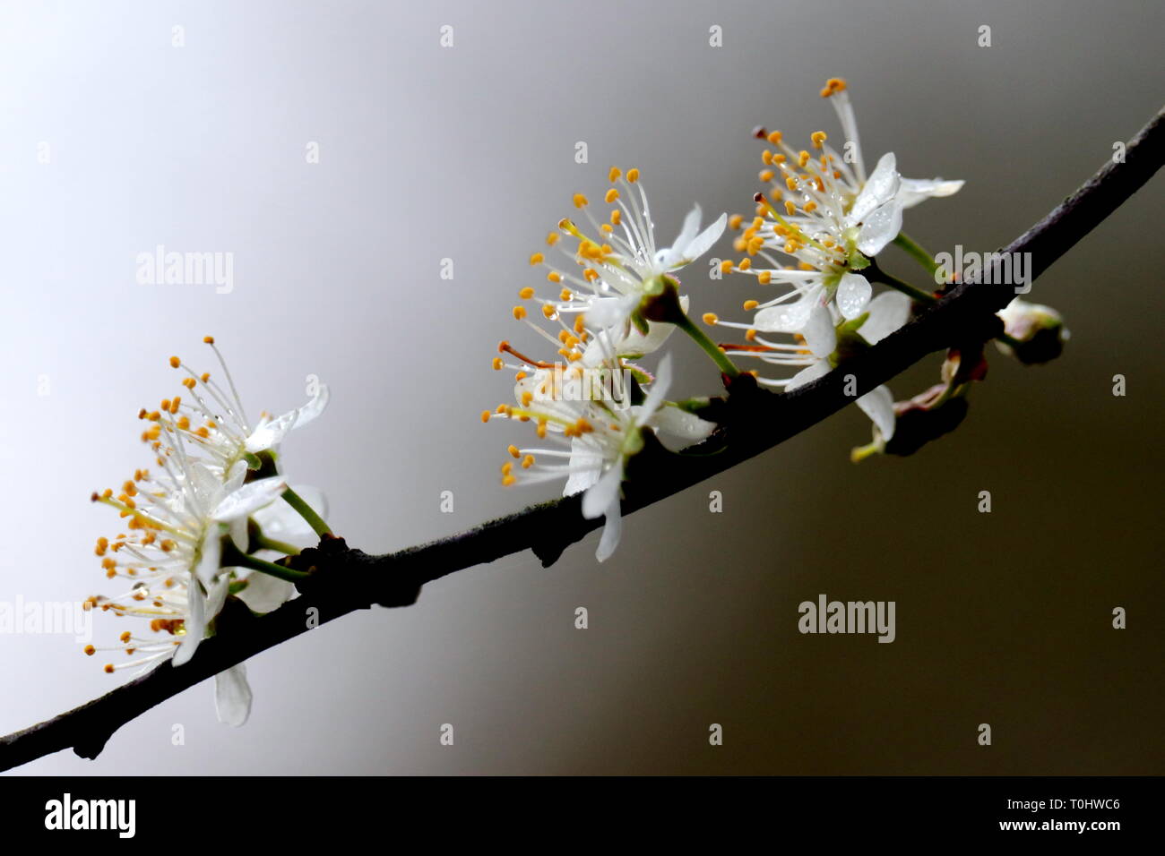 Spring Fruit Tree Blossom Stock Photo - Alamy