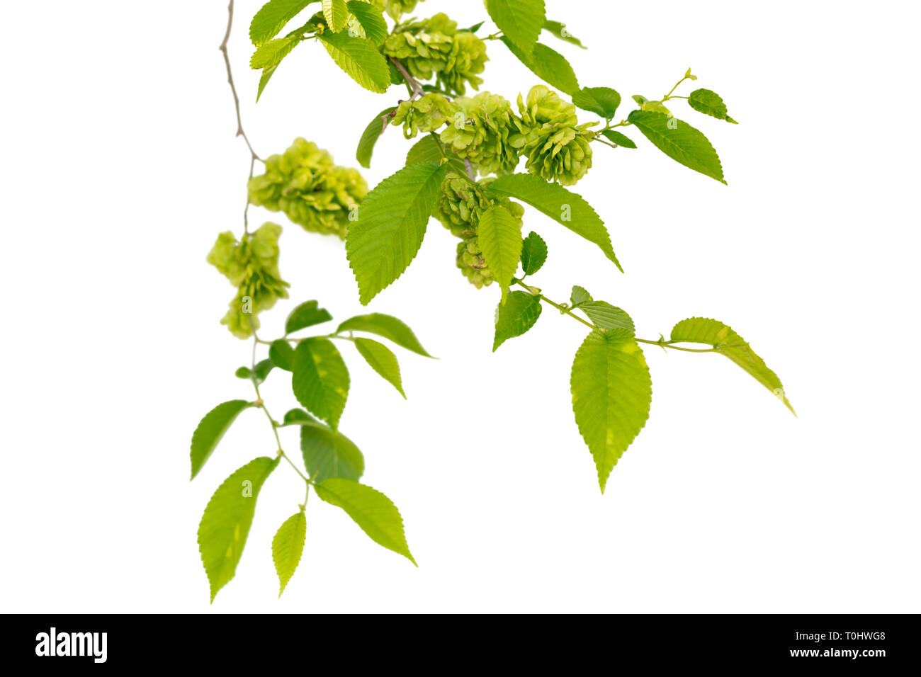 Green tree leaves frame Cut Out Stock Images & Pictures - Alamy