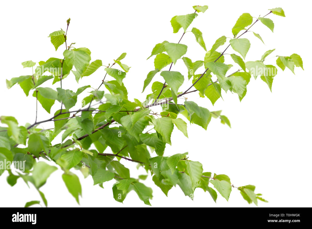 Green tree leaves frame Cut Out Stock Images & Pictures - Alamy