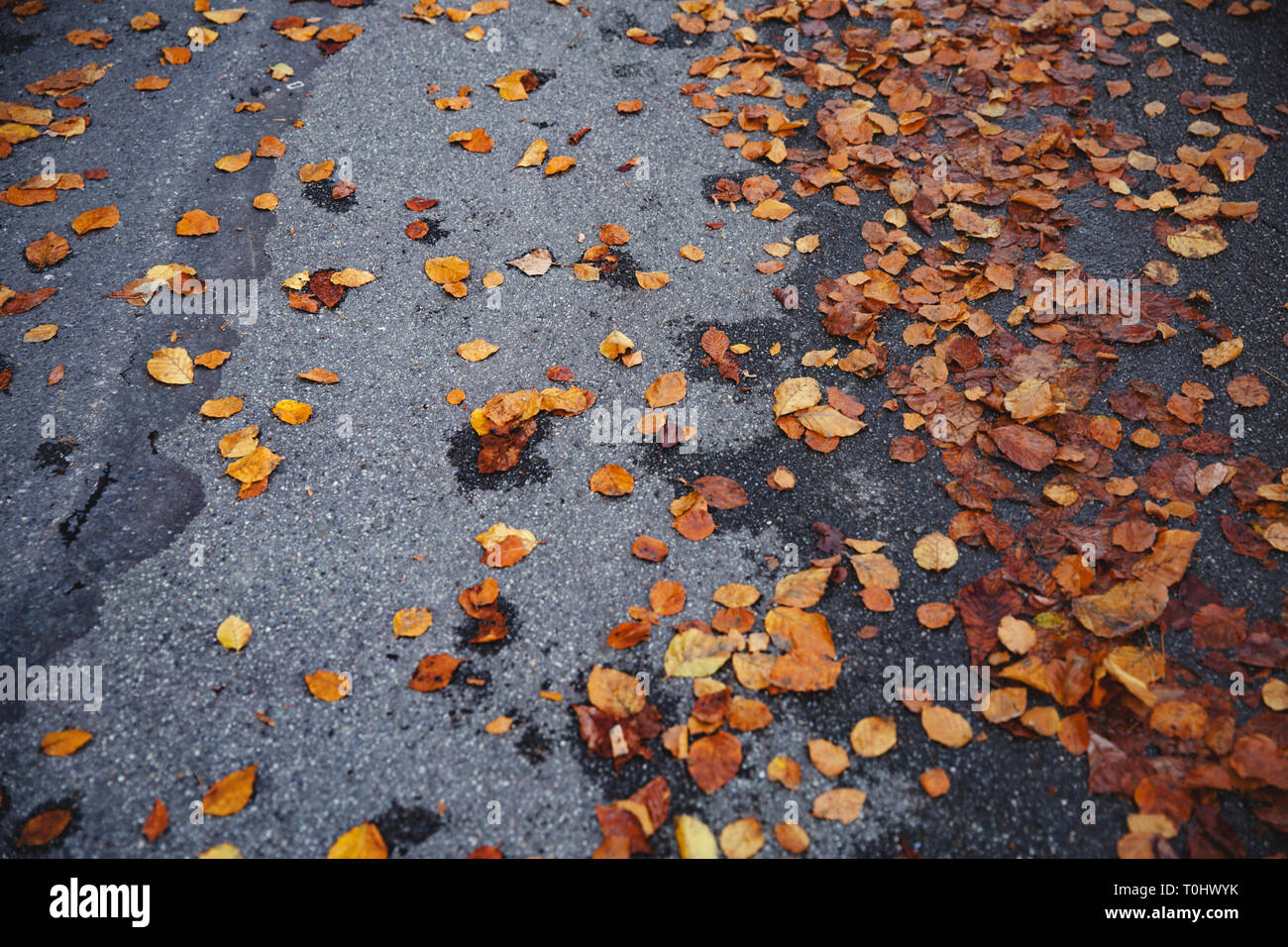 Autumn leaves scattered across the ground Stock Photo - Alamy