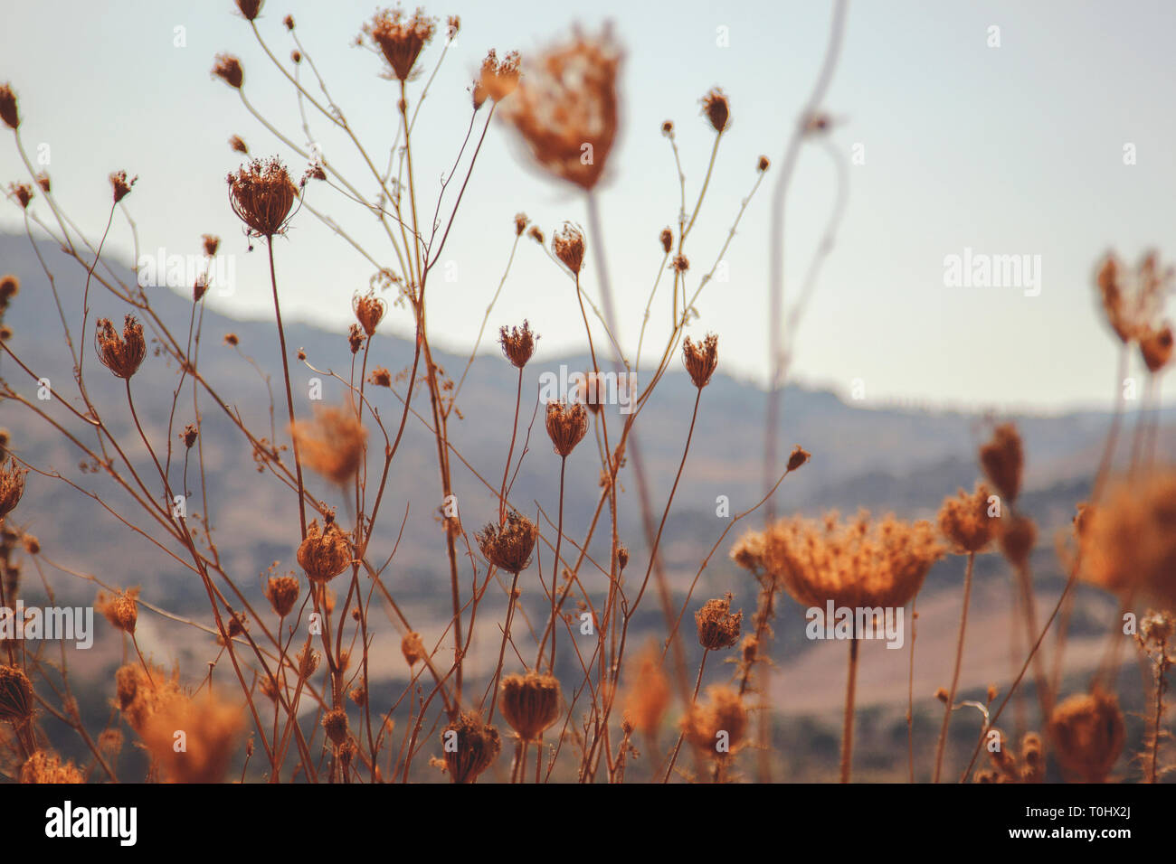 Mountain field of wild flowers Stock Photo - Alamy